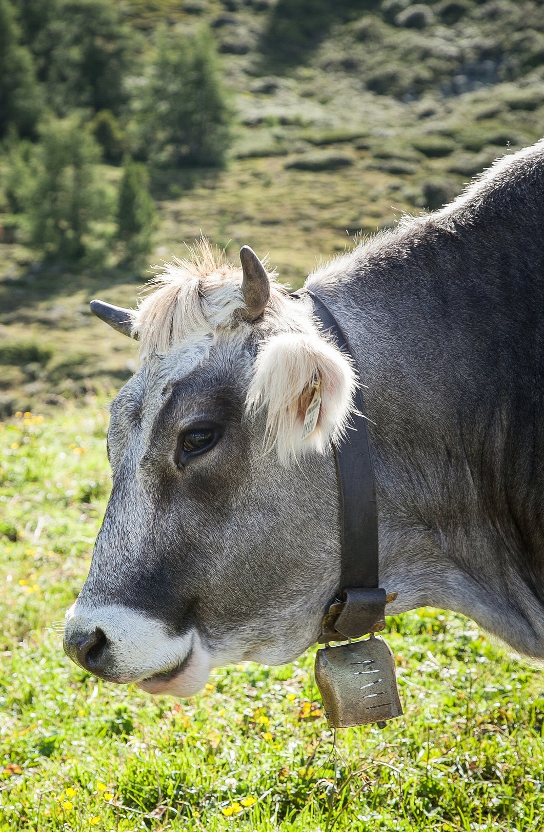 Joseph Had Three Wives, All Named Anna | Gathering Leaves for My Family ...